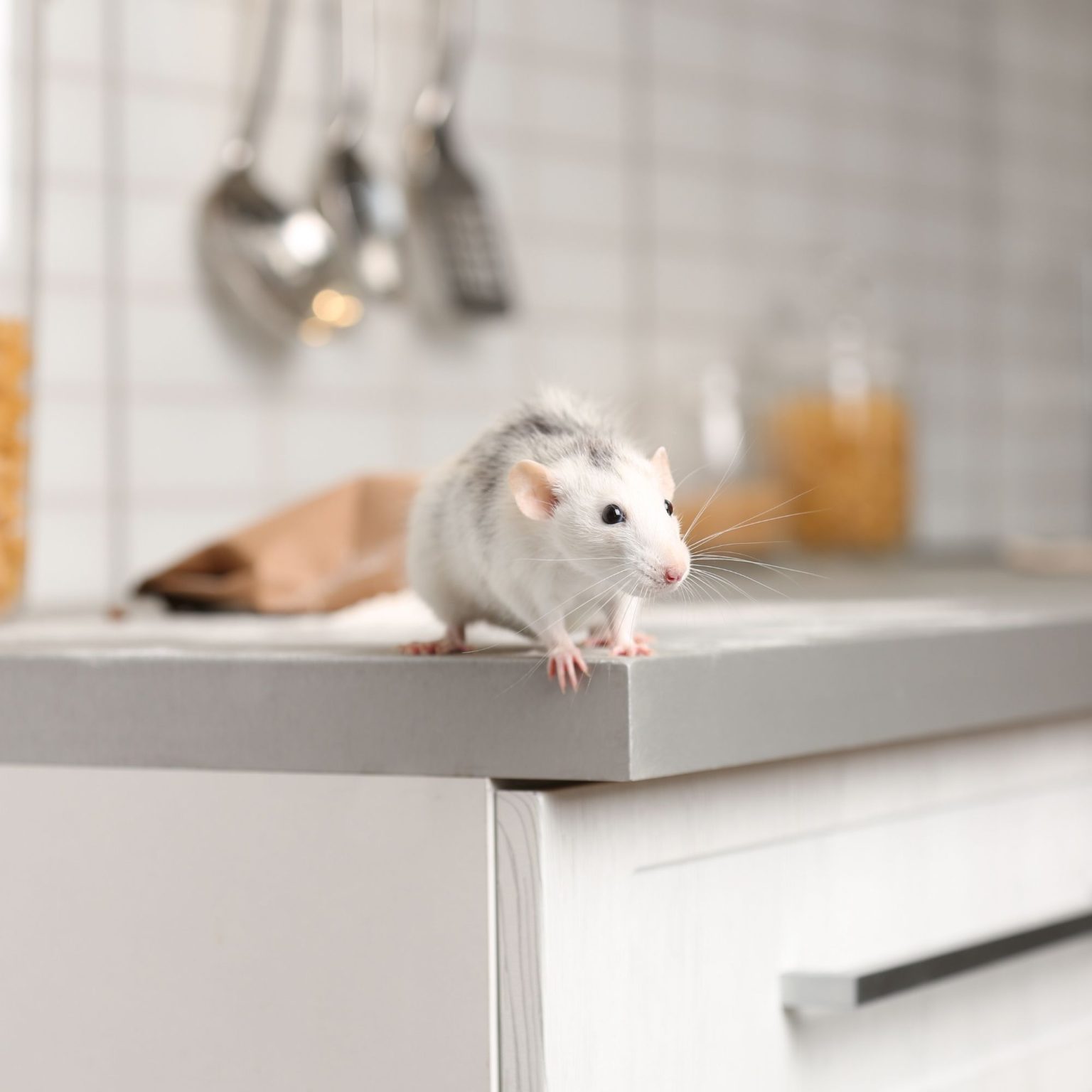 Rodent Cleanup - Guardian Care Restoration